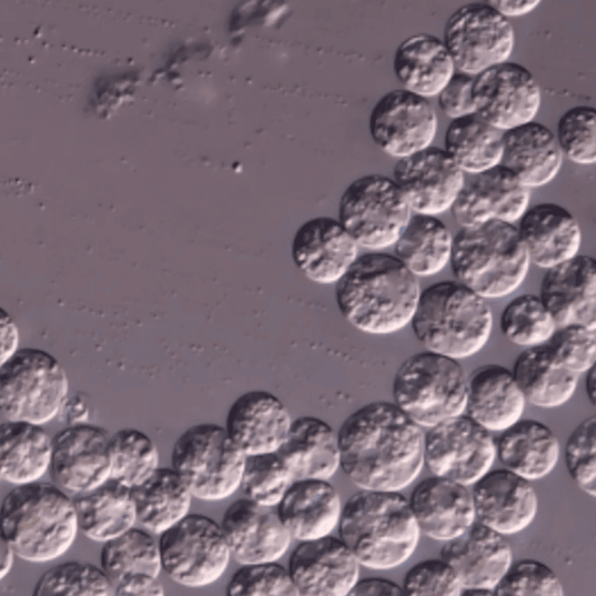 Чоловічі спортивні шорти PUMA ACTIVE WOVEN SHORTS 5 58672806 купити в ...